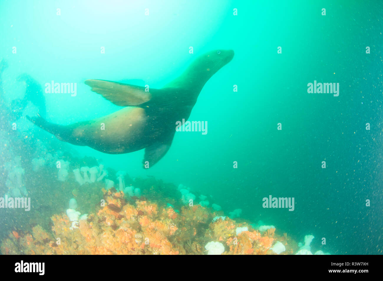 Inian hi-res stock photography and images - Alamy