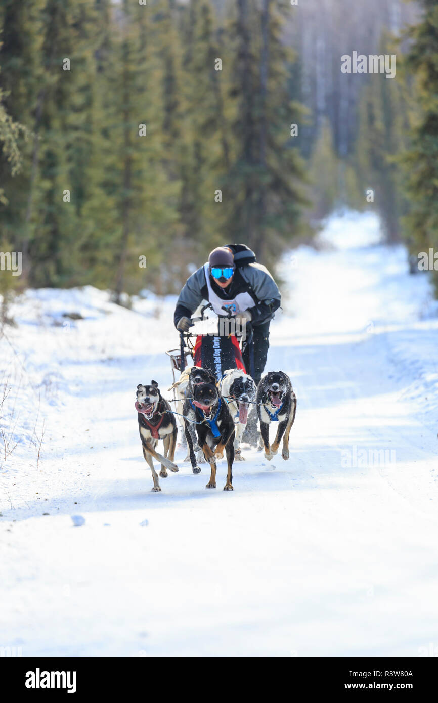 North American Championship Sled Dog Races, near Fairbanks, Alaska ...