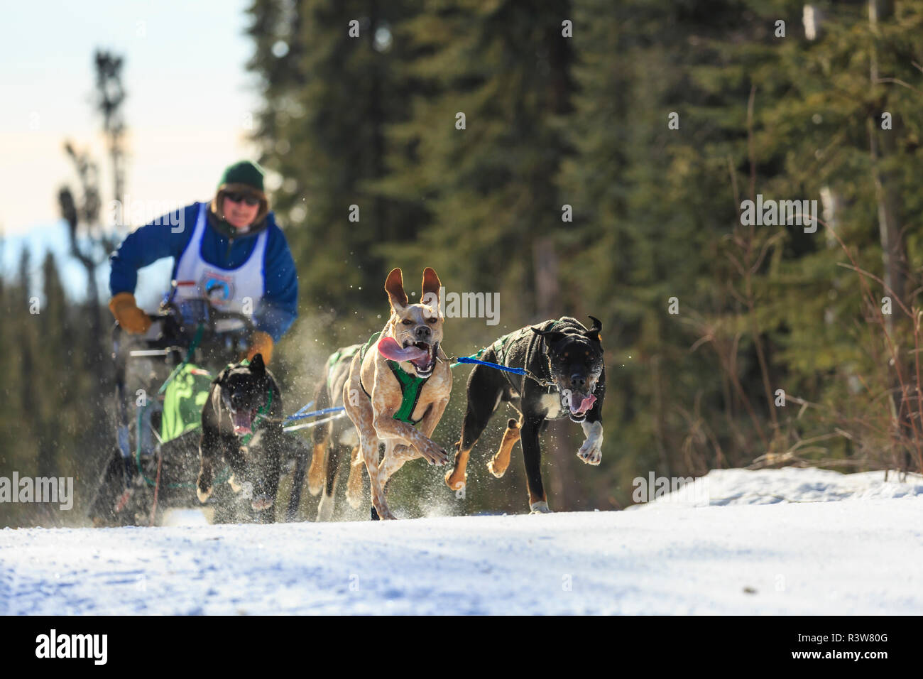 North American Championship Sled Dog Races, near Fairbanks, Alaska ...