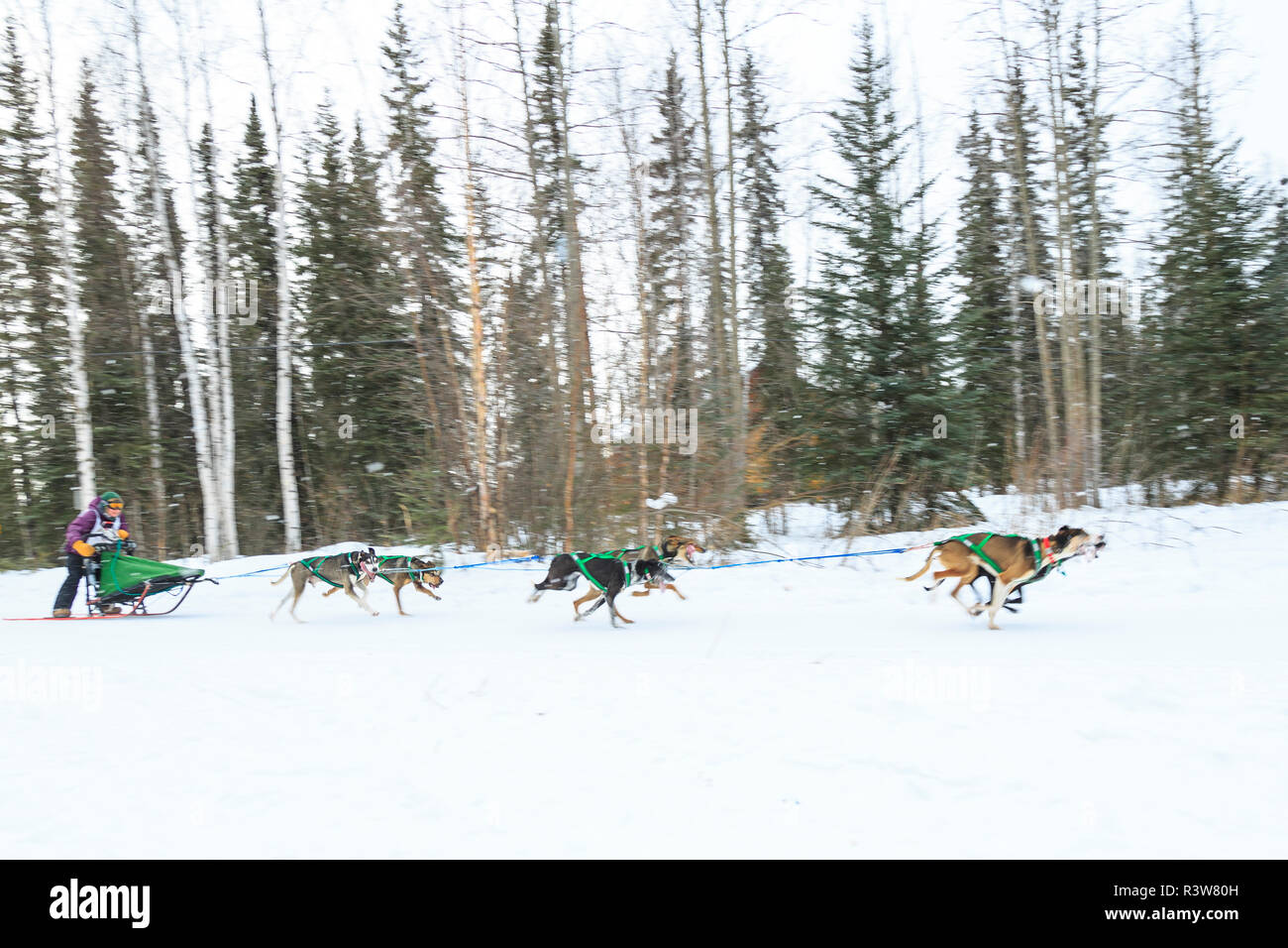 North American Championship Sled Dog Races, near Fairbanks, Alaska ...