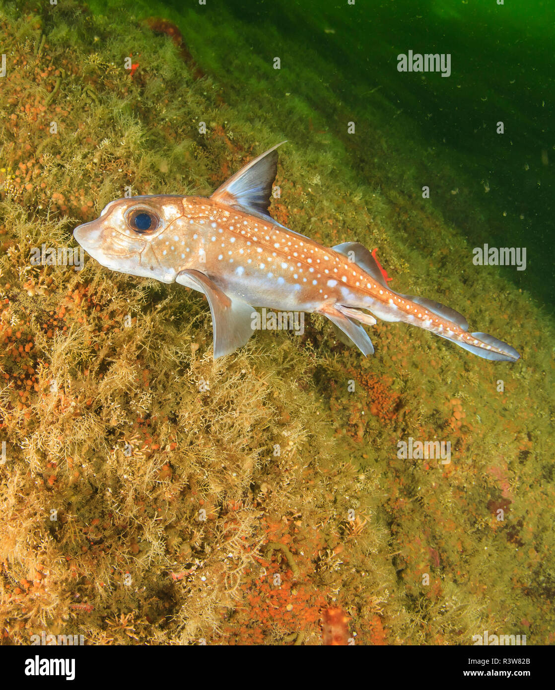 Ratfish (Hydrolagus colliei), Foggy Bay, Alaska, Inside Passage Stock ...