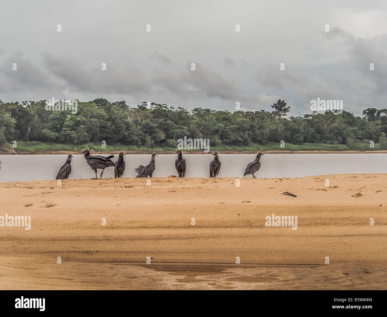 Flock of black vulture, on the beach the Amazon jungle. Brazil. Latin ...
