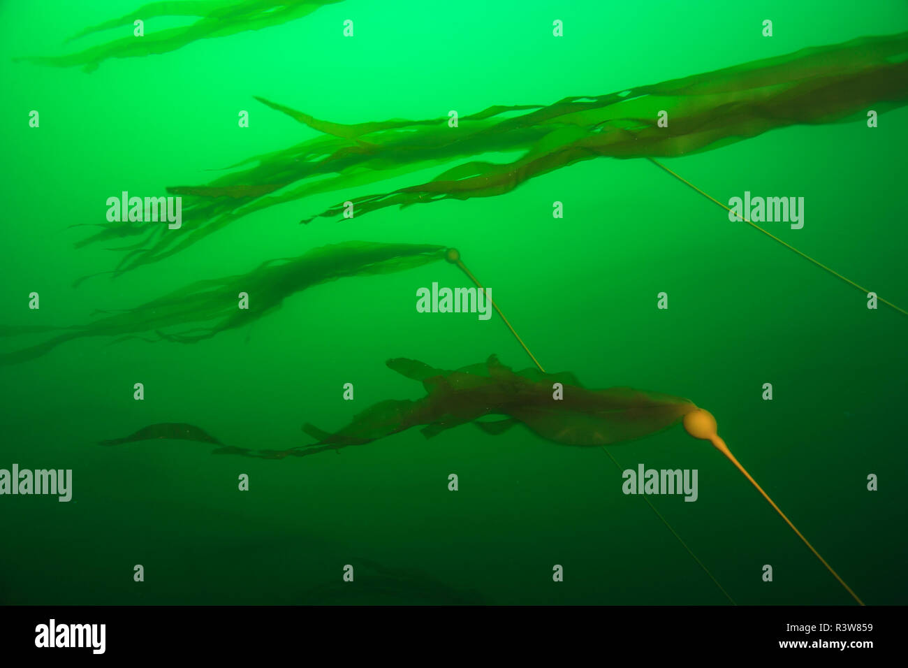 Bull Kelp, Yasha Island, Chatham Strait, Alaska, USA Stock Photo - Alamy