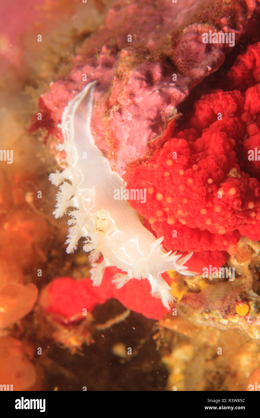 Tritonia hi-res stock photography and images - Alamy