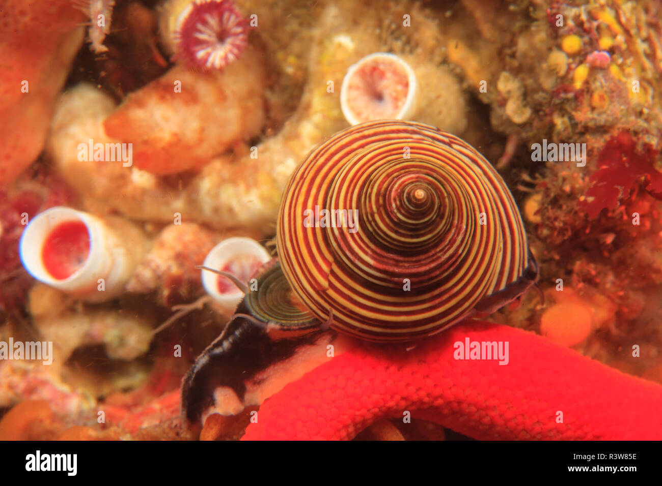 Calliostoma ligatum hi-res stock photography and images - Alamy