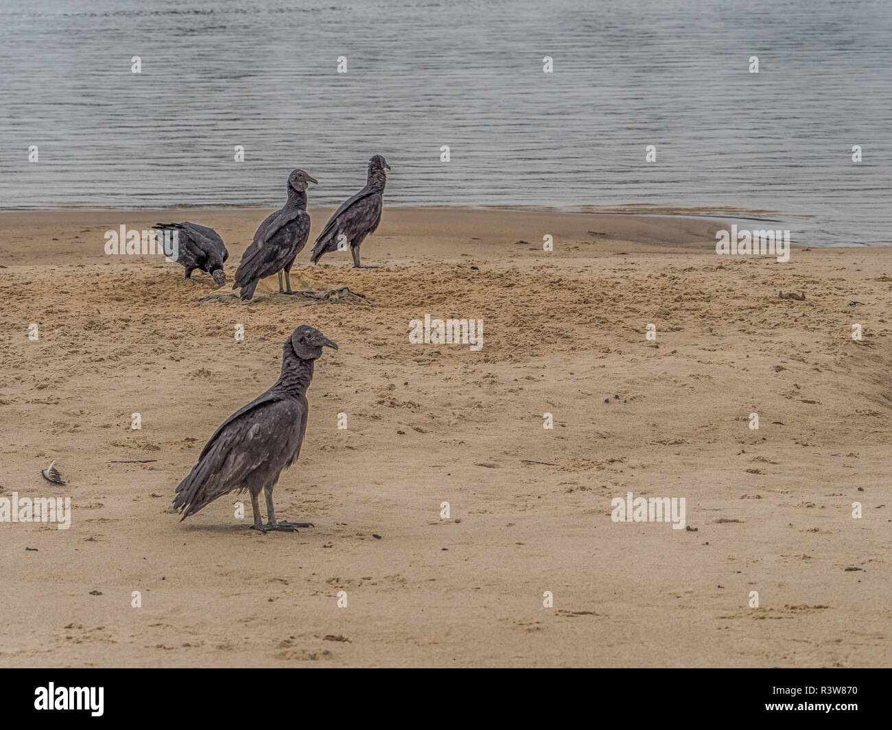 Flock of black vulture, on the beach the Amazon jungle. Brazil. Latin ...