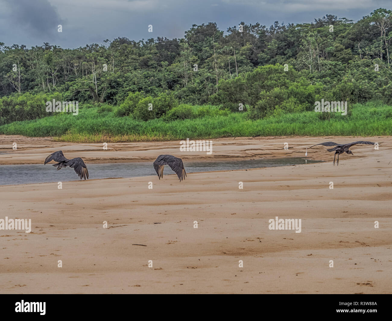 Flock of black vulture, on the beach the Amazon jungle. Brazil. Latin ...