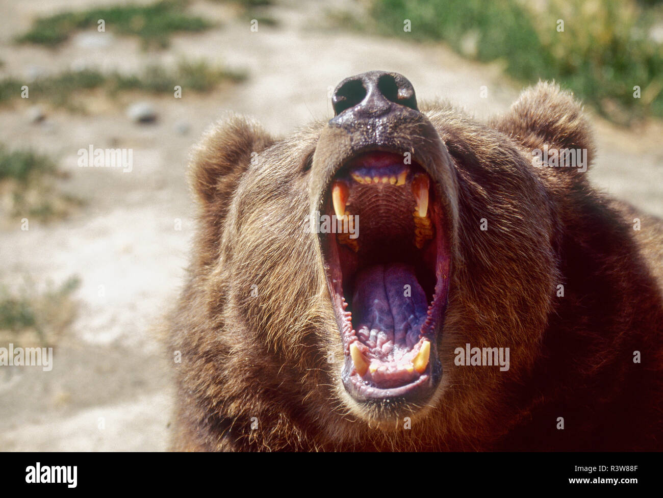 Close up grizzly bear growling hi-res stock photography and images - Alamy