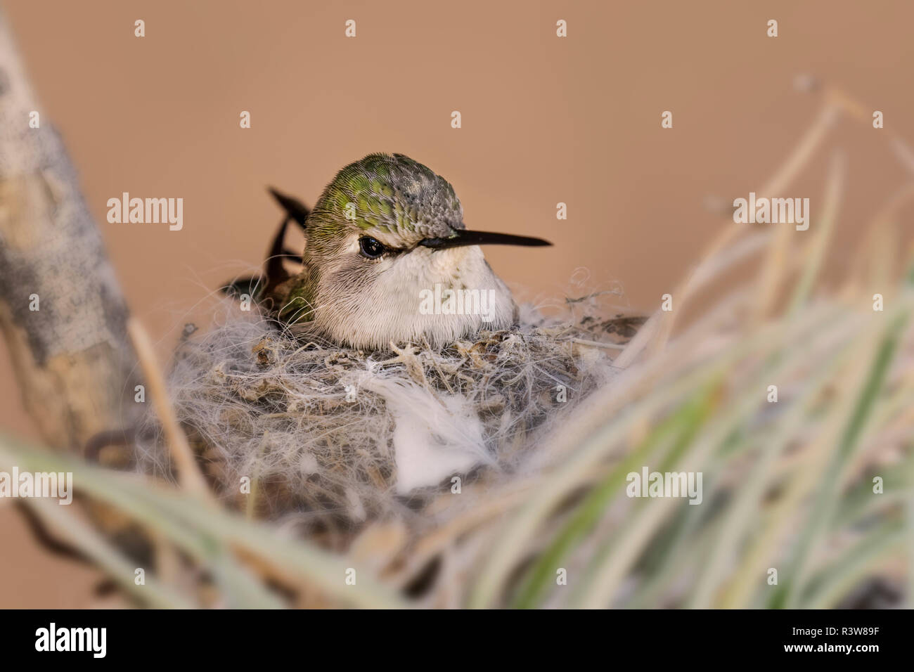 Female Anna's Hummingbird on nest, Arizona-Sonora Desert Museum, Tucson ...