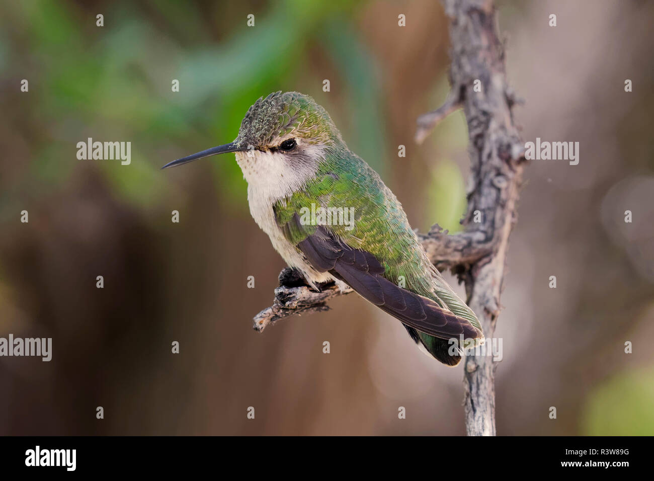 Female Anna's Hummingbird on nest, Arizona-Sonora Desert Museum, Tucson ...