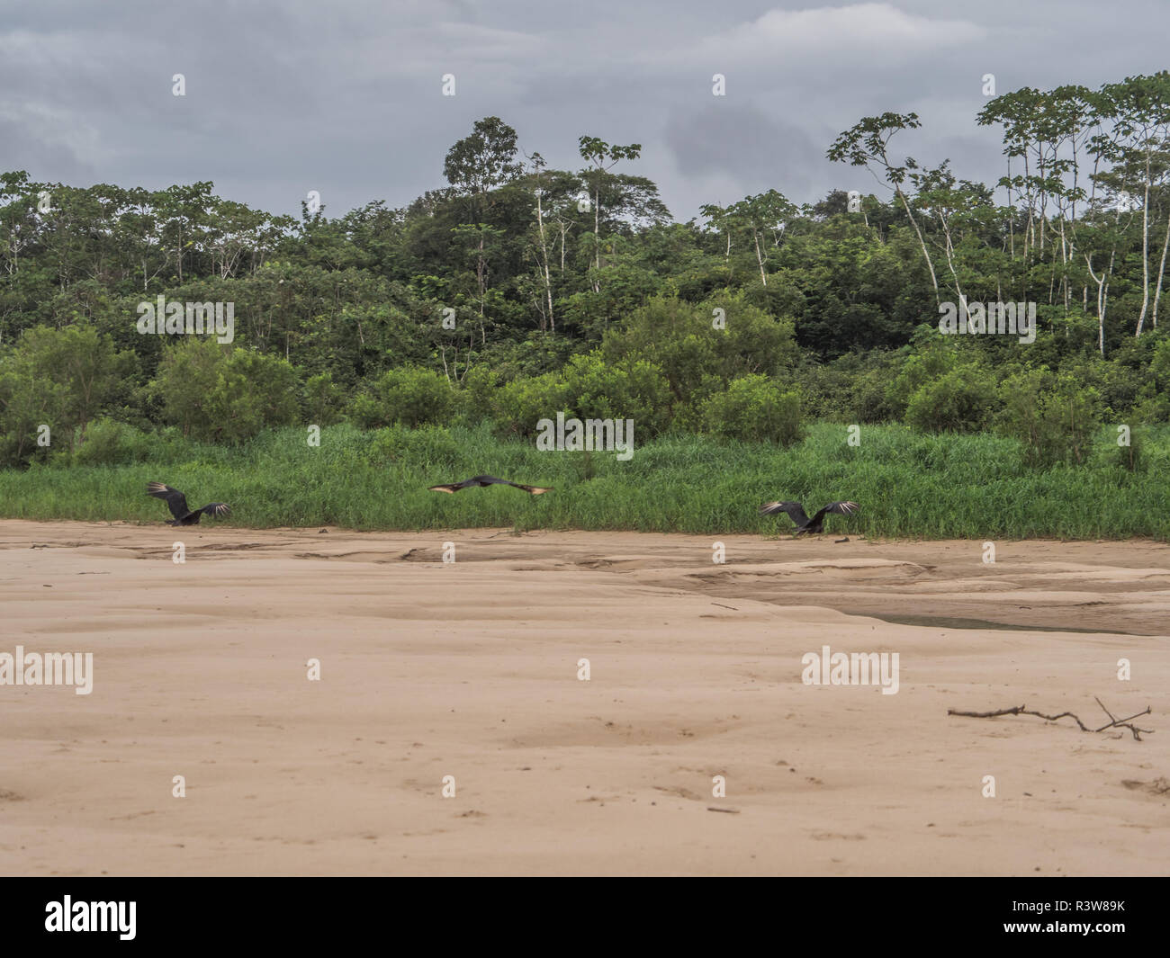 Flock of black vulture, on the beach the Amazon jungle. Brazil. Latin ...