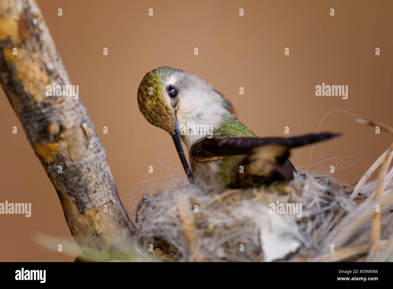 Female Anna's Hummingbird preening while on nest, Arizona-Sonora Desert ...