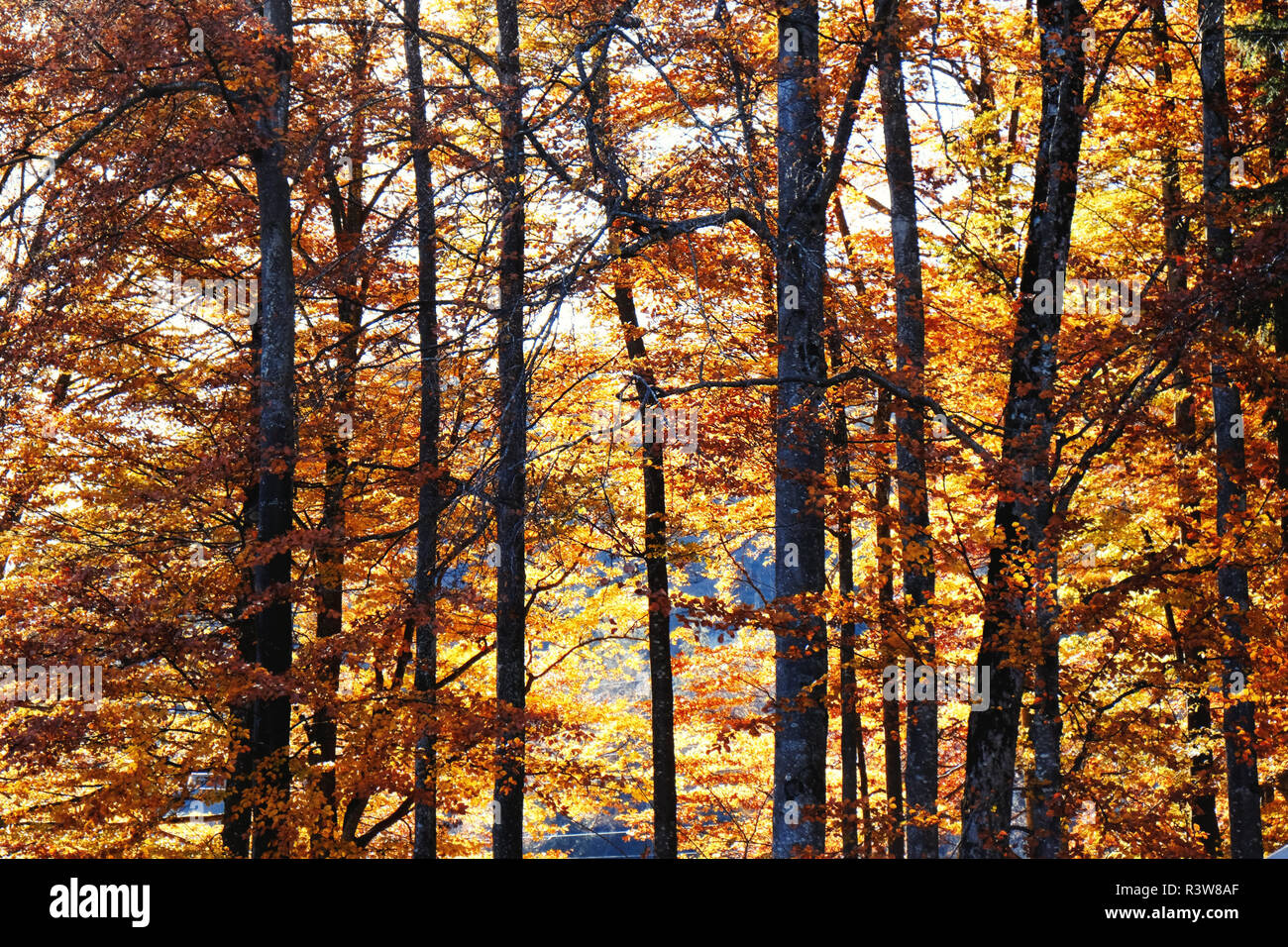 Gold nature hi-res stock photography and images - Alamy