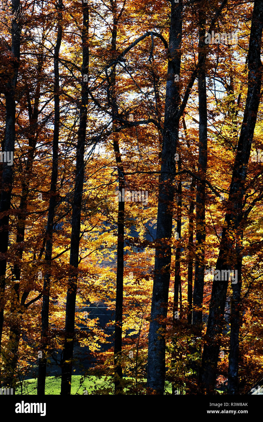 Gold nature hi-res stock photography and images - Alamy