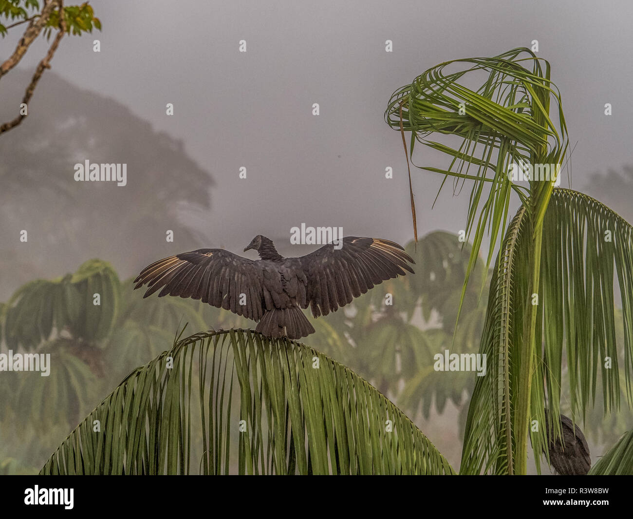 Black vulture, with outstretched wings, on the jungle palm tree in the ...