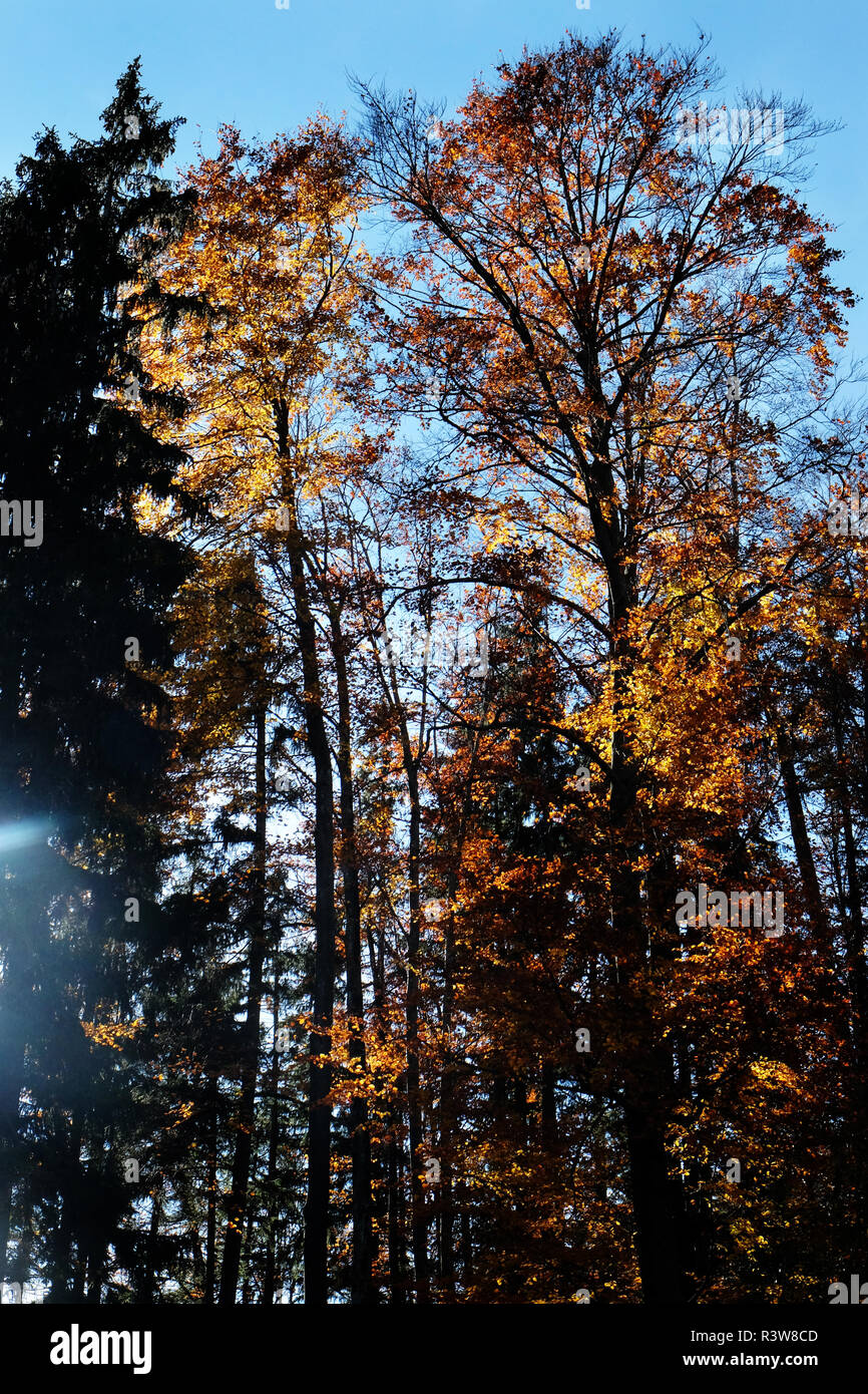 Gold nature hi-res stock photography and images - Alamy