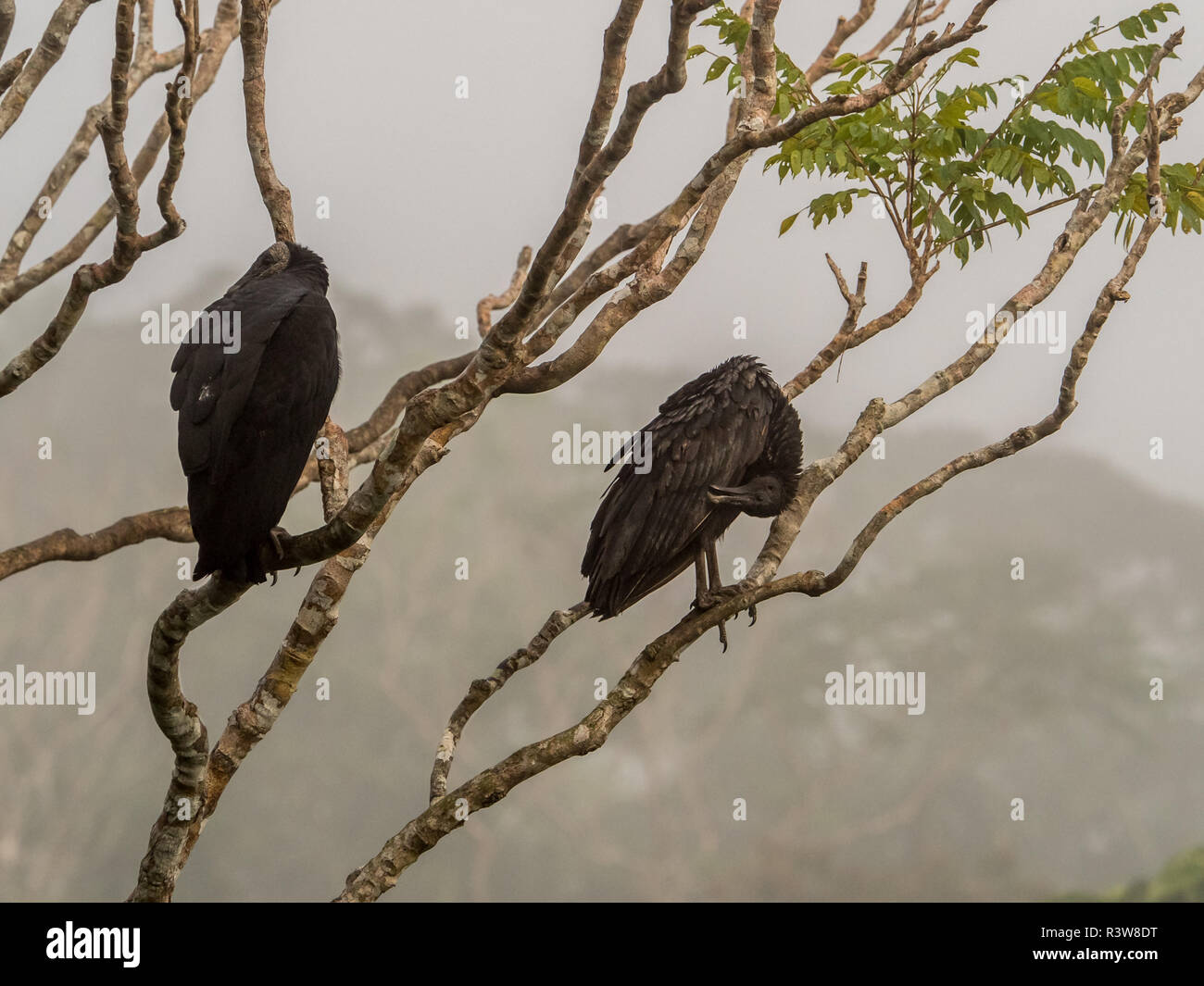 Black vulture, with outstretched wings, on the jungle palm tree in the ...