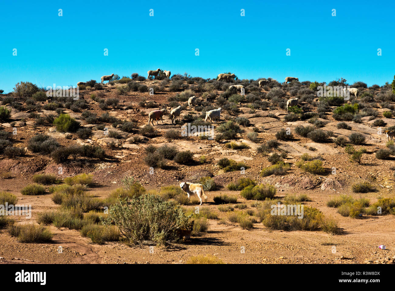USA, Arizona, Hopi Indian Reservation, Grazing Sheep Stock Photo - Alamy