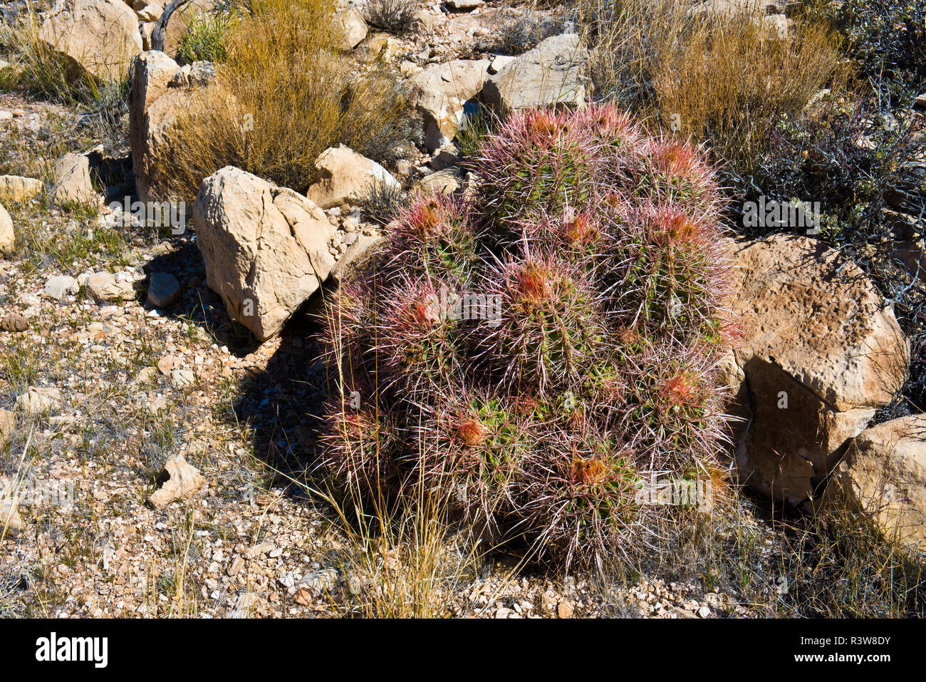 Navajo indian reservation plant hi-res stock photography and images - Alamy