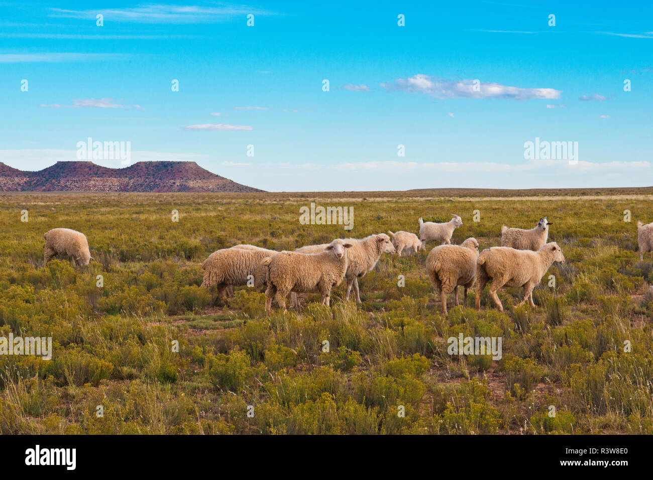 USA, Arizona, Hopi Indian Reservation, Bitter Springs Grazing Sheep ...