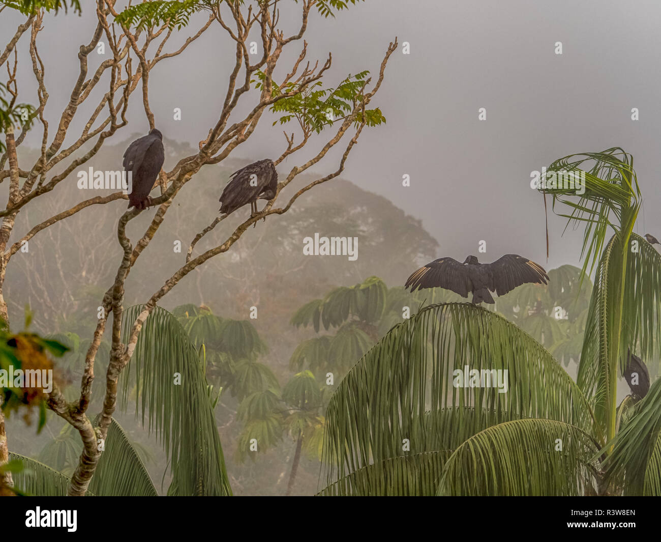 Black vulture, with outstretched wings, on the jungle palm tree in the ...