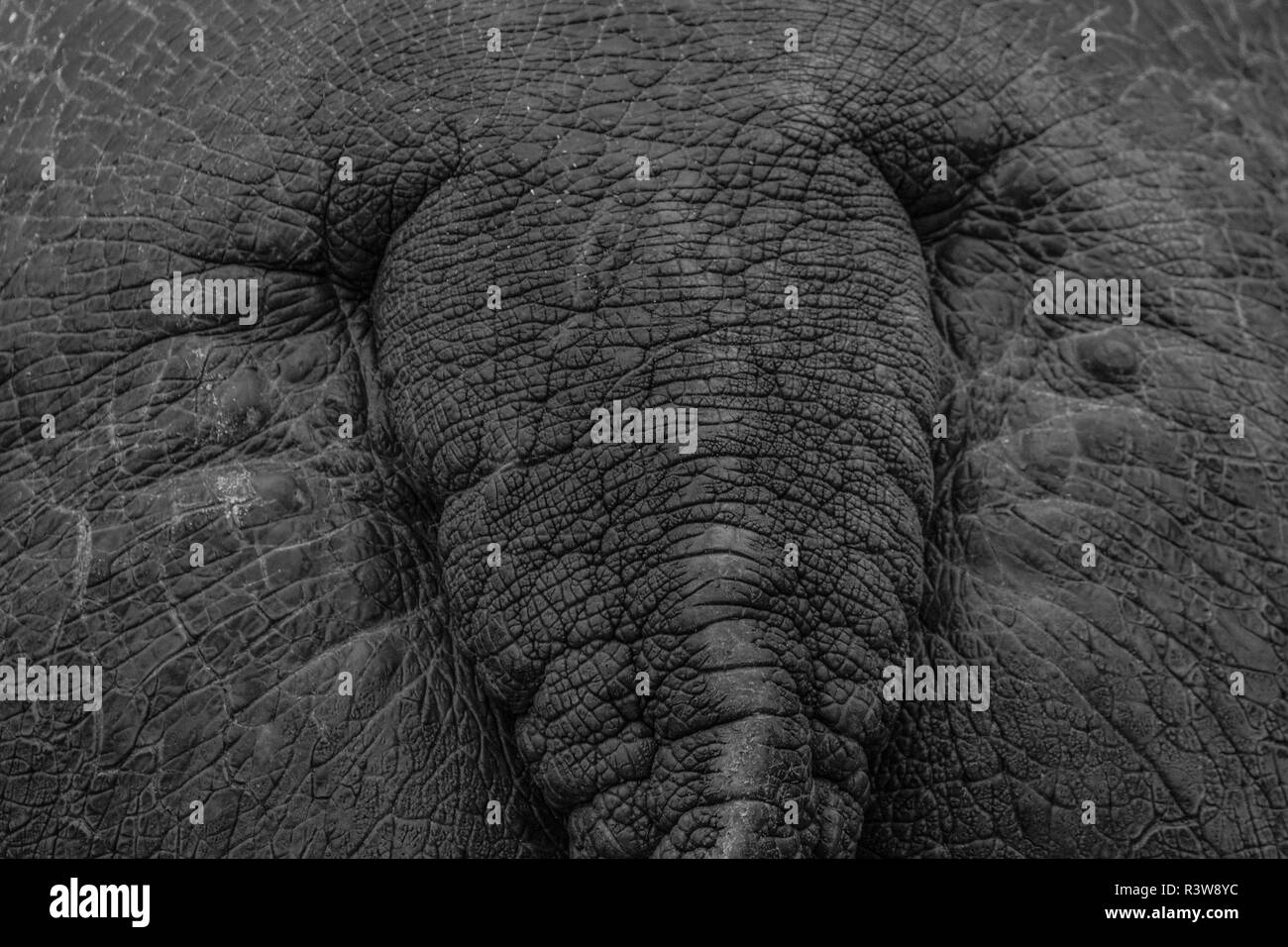 Cola de elefante hi-res stock photography and images - Alamy