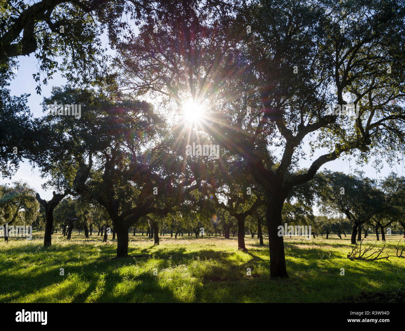 Quercus suber portugal hi-res stock photography and images - Alamy