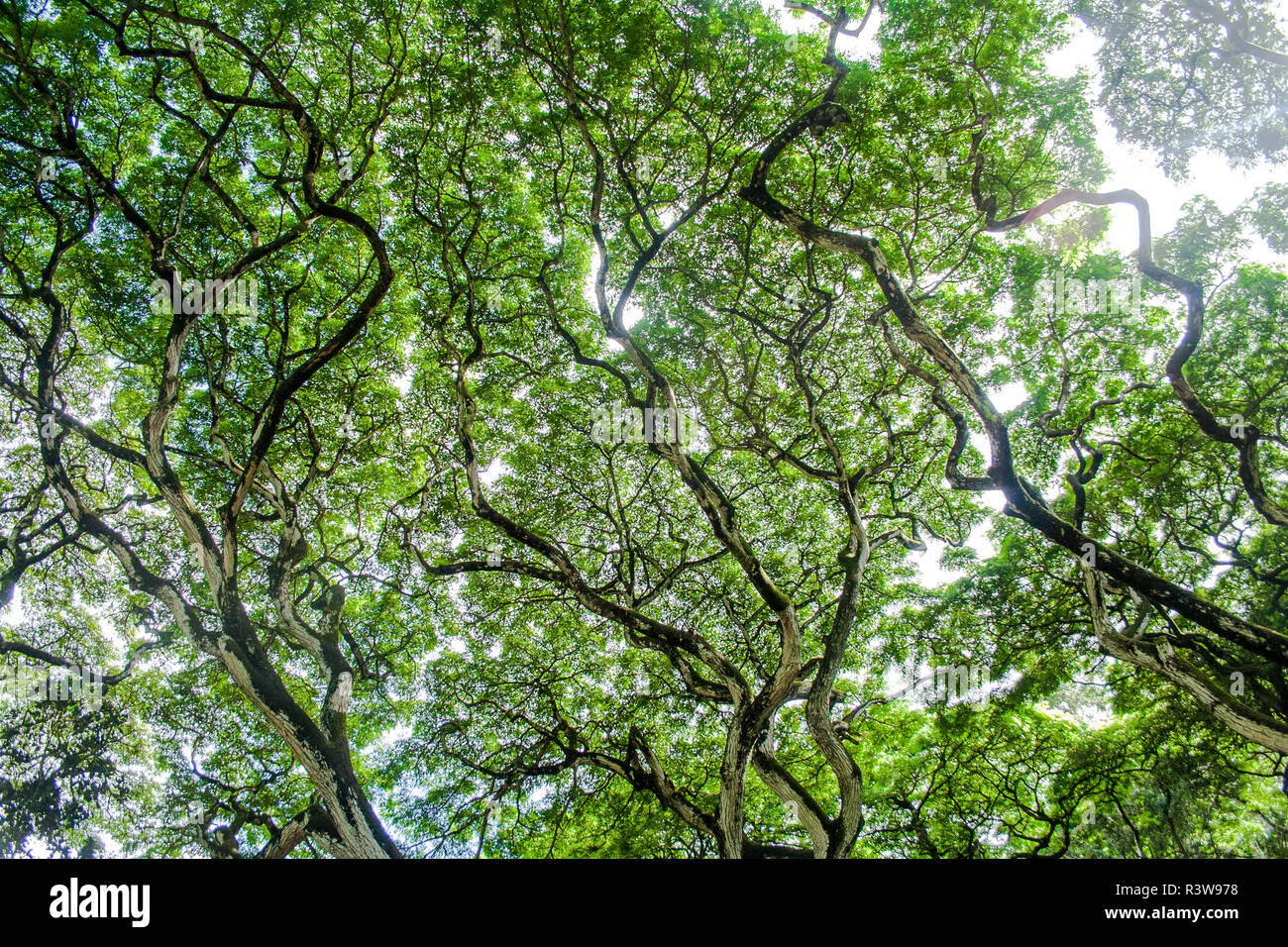Trees in Waimea Falls Hawaii Stock Photo - Alamy