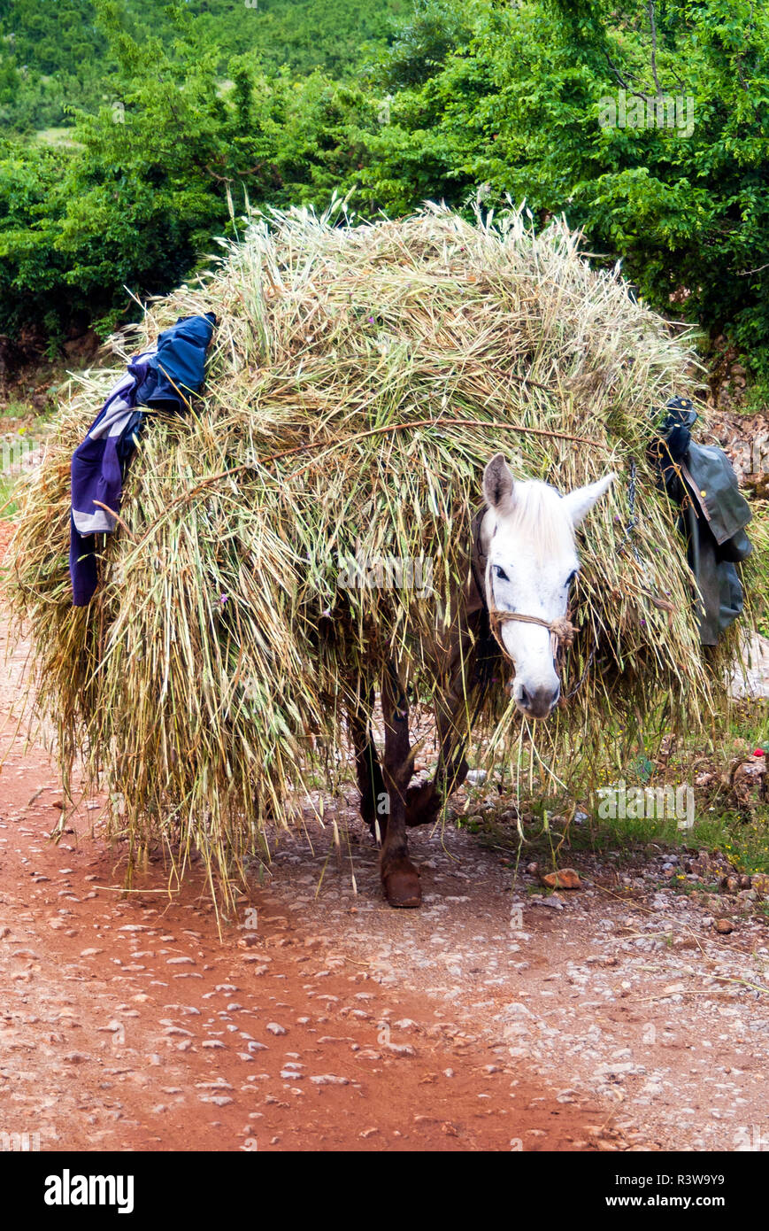 Donkeys Carrying Load High Resolution Stock Photography and Images - Alamy