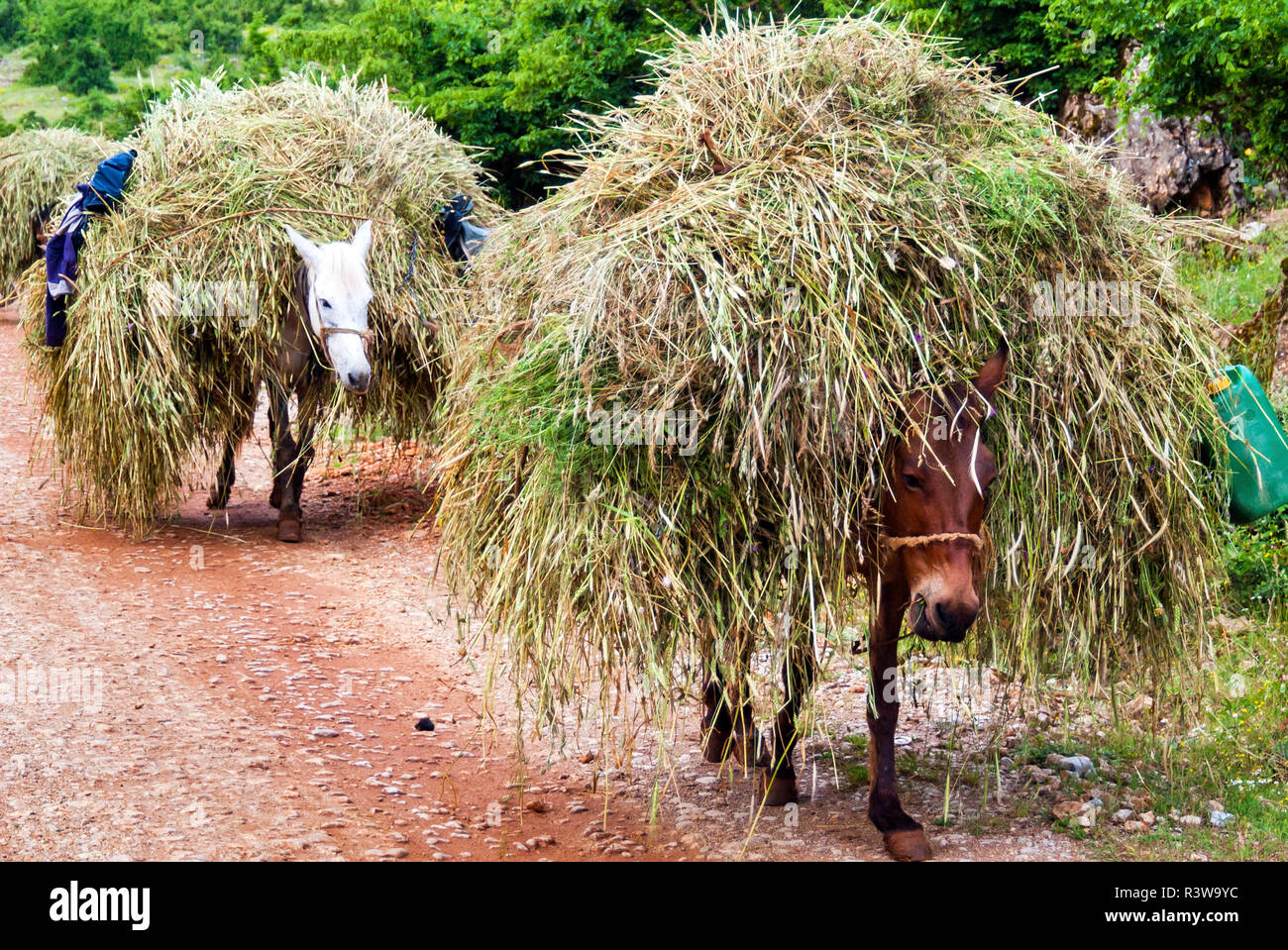 Donkeys carrying load hi-res stock photography and images - Alamy