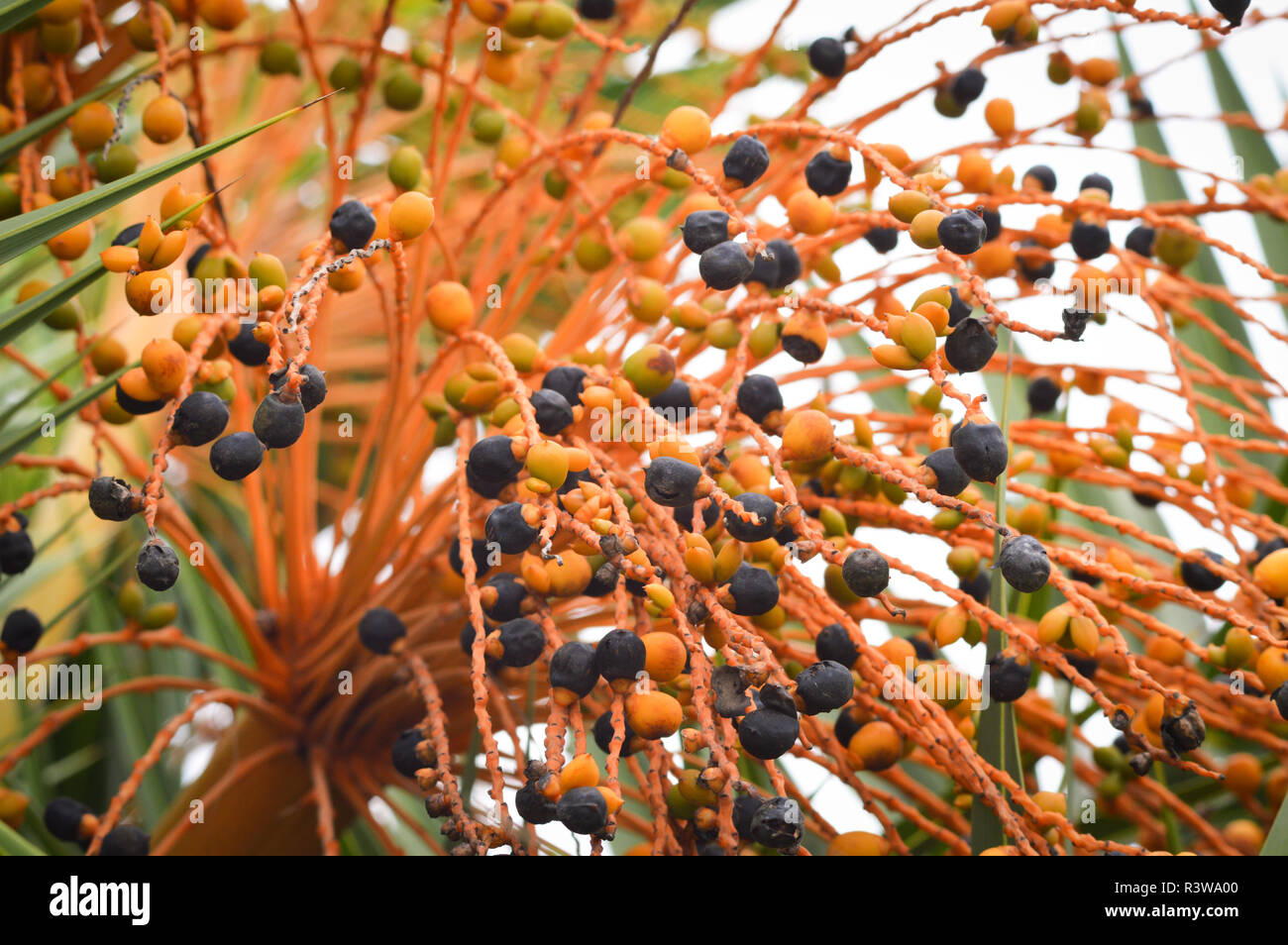 Palm fruit on tree / ripe date palm fruit on the tree in the tropical ...