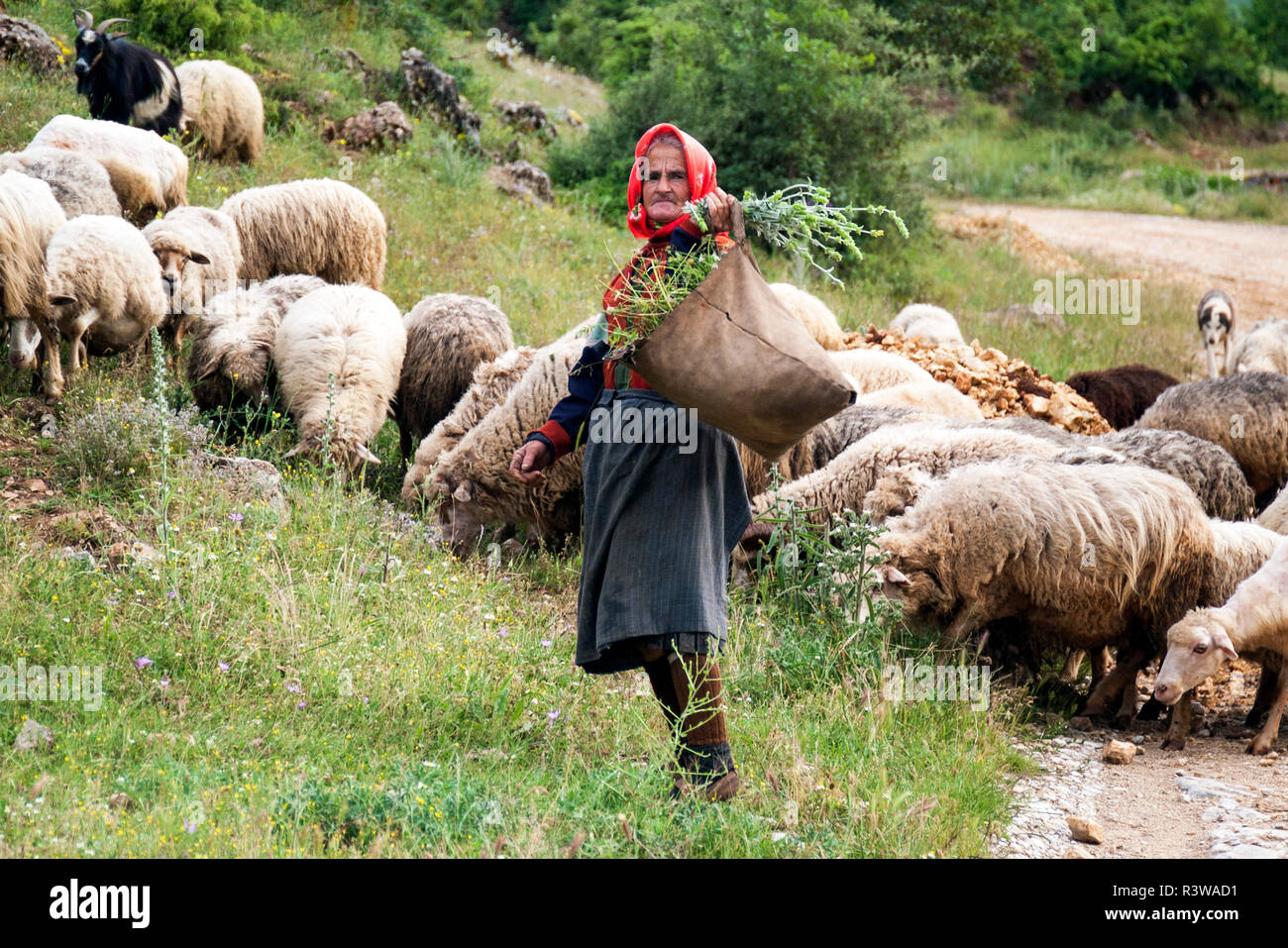 Woman shepherdess with flock of sheep hi-res stock photography and ...