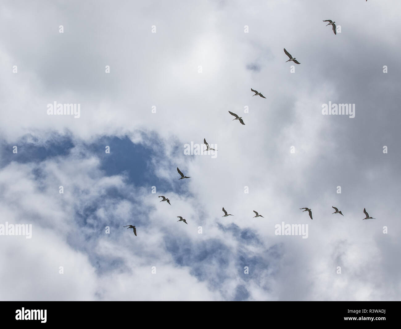 Costa Rica, Wild, Nature, Birds, Flying, Formation Stock Photo - Alamy