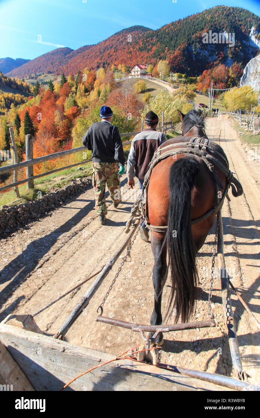 Romania, Transylvania, Carpathian Mountains, Magura, Piatra Craiului ...