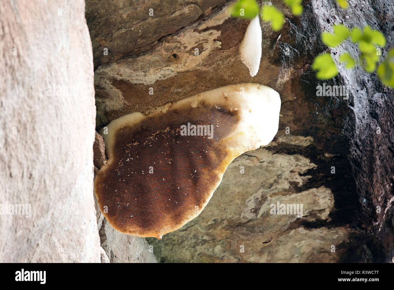 Himalayan giant honey bees hi-res stock photography and images - Alamy