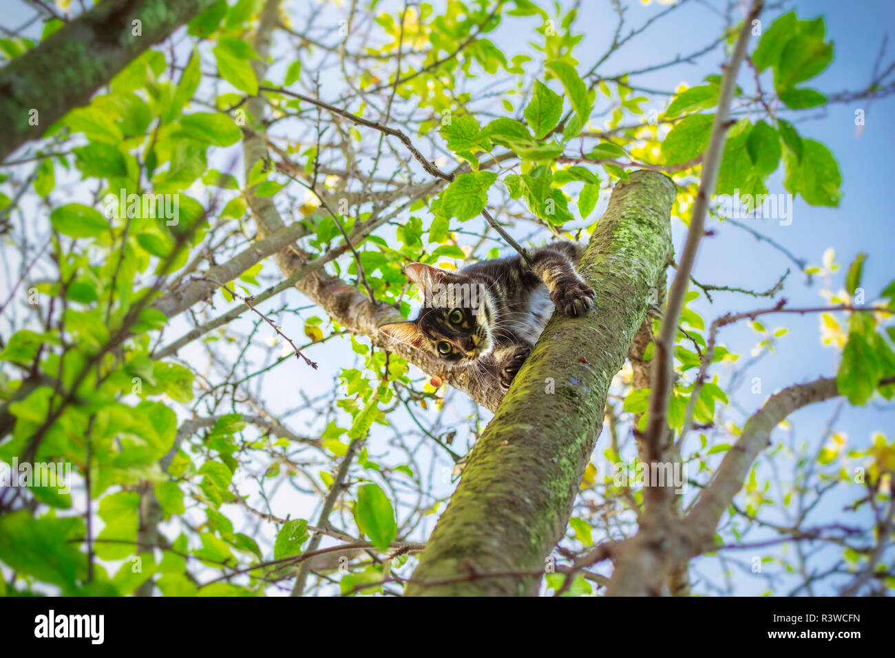 Little young cat scared climbing down the tall tree looking down ...