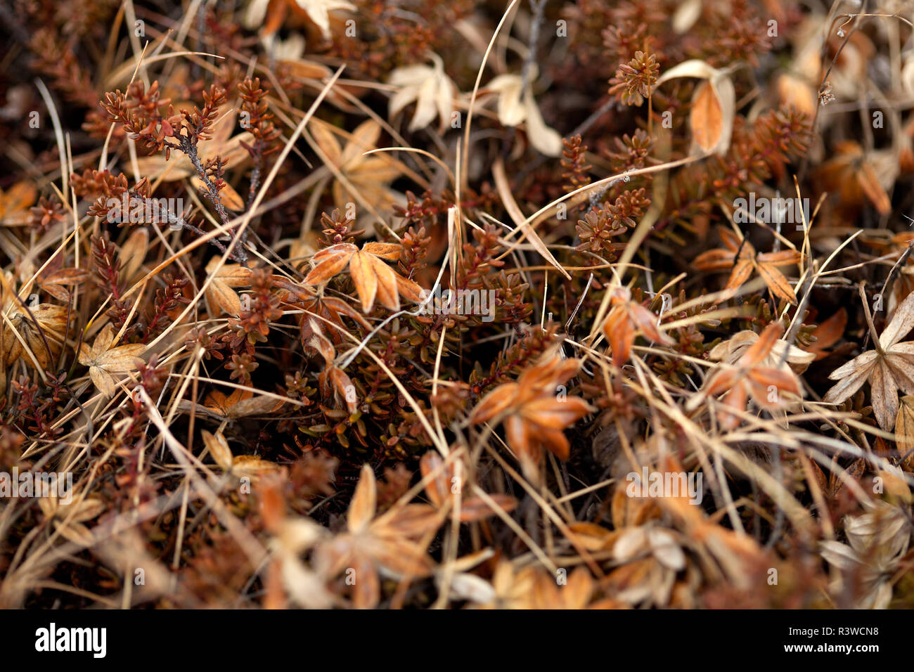 Small plants grow on volcanic underground Stock Photo - Alamy