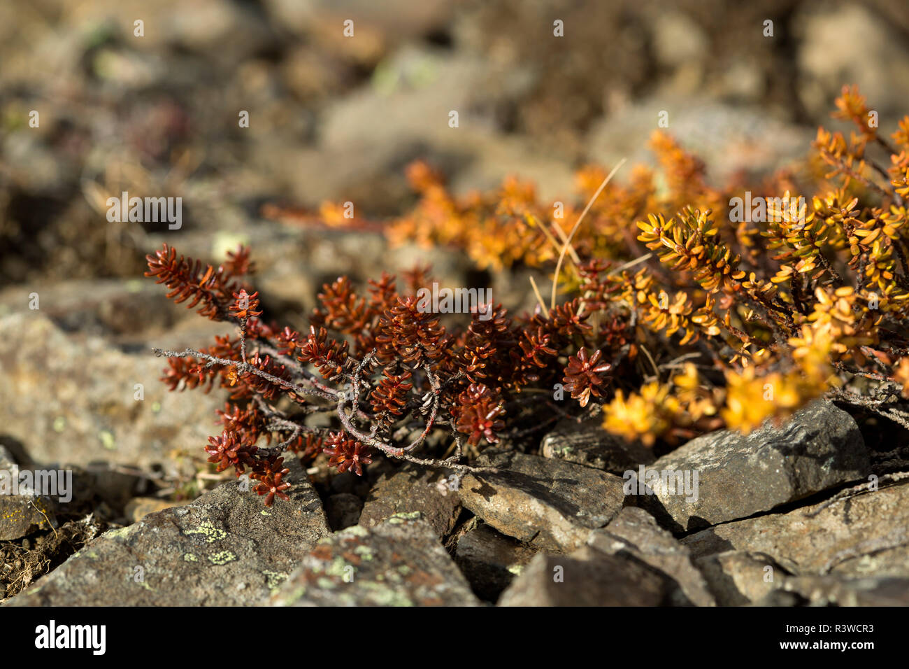 Shrubs in spring hi-res stock photography and images - Alamy