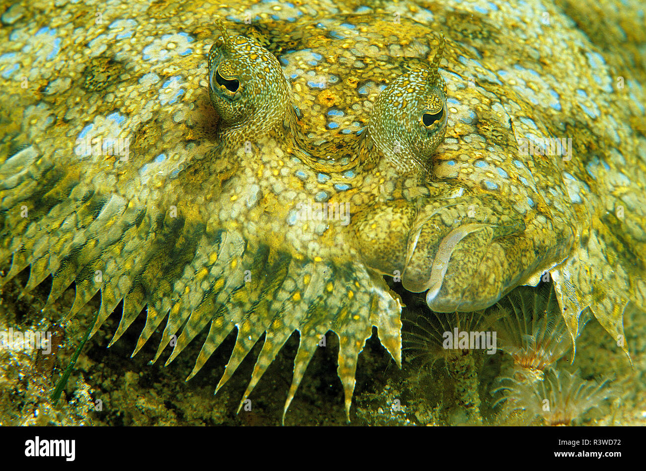 Leopard flounder (Bothus pantherinus), portrait, Sabang Beach, Mindoro ...