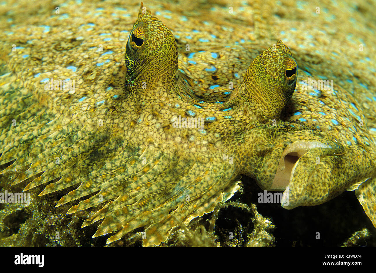Leopard flounder (Bothus pantherinus), portrait, Sabang Beach, Mindoro ...