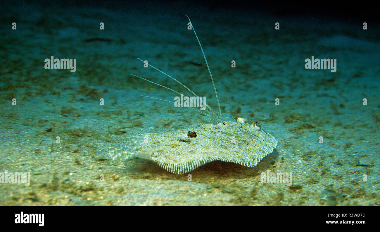 Leopard flounder (Bothus pantherinus), swimming over seabed, Sabang ...