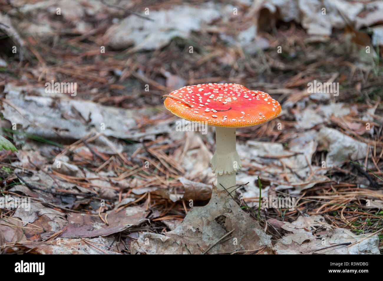 red toadstool in a forest Stock Photo - Alamy