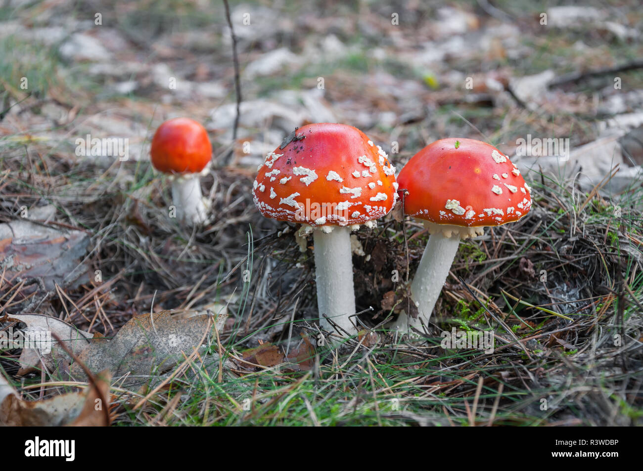 red toadstool in a forest Stock Photo - Alamy