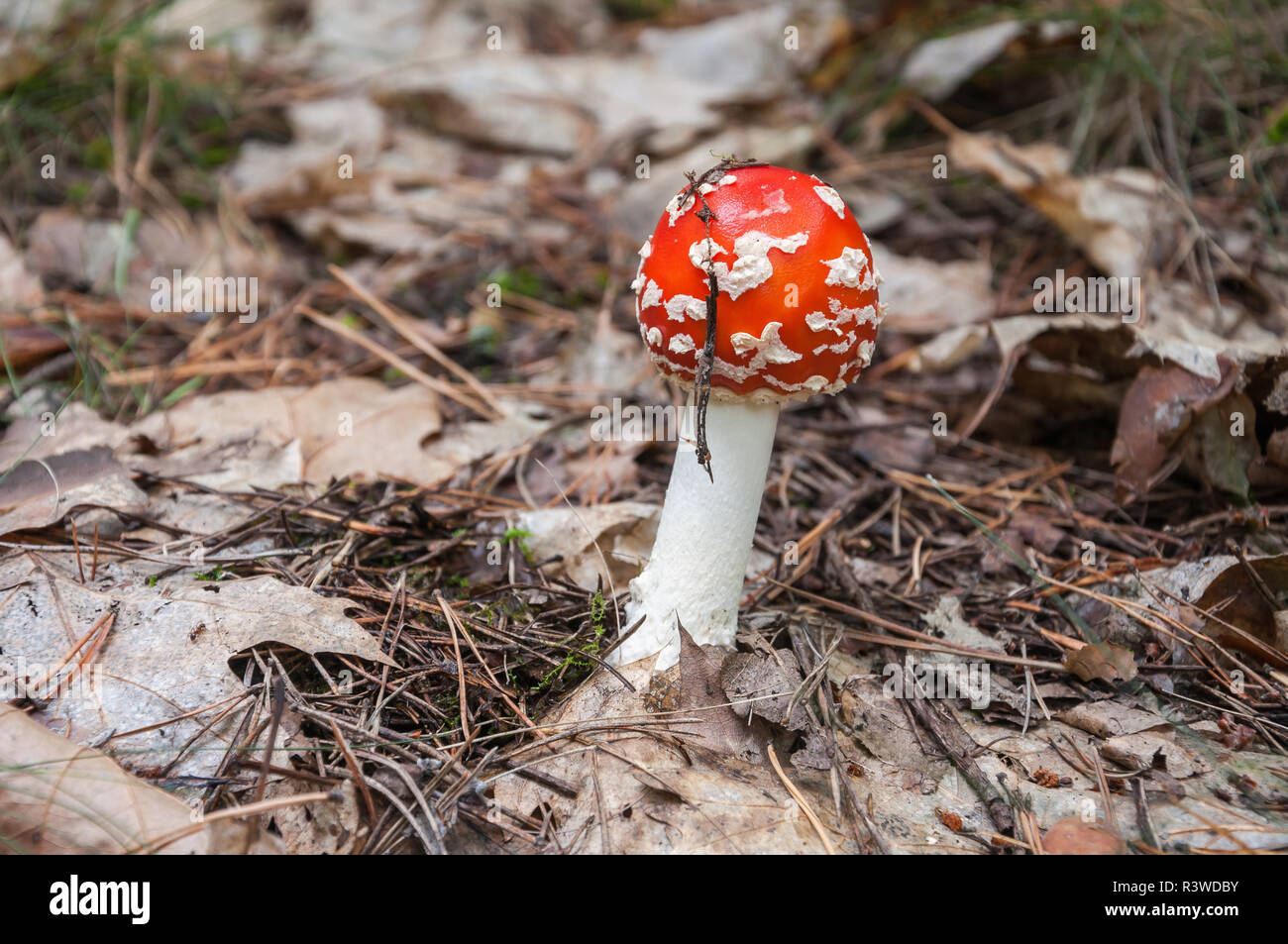red toadstool in a forest Stock Photo - Alamy