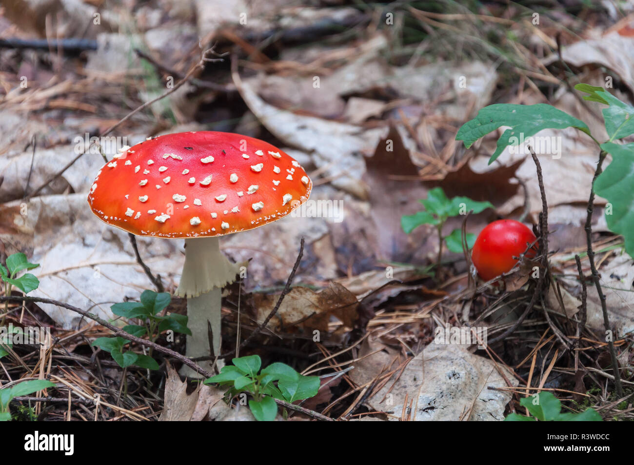 red toadstool in a forest Stock Photo - Alamy