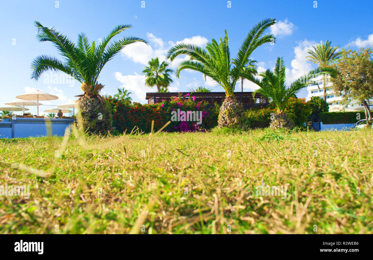 Palm tree in cyprus hi-res stock photography and images - Alamy