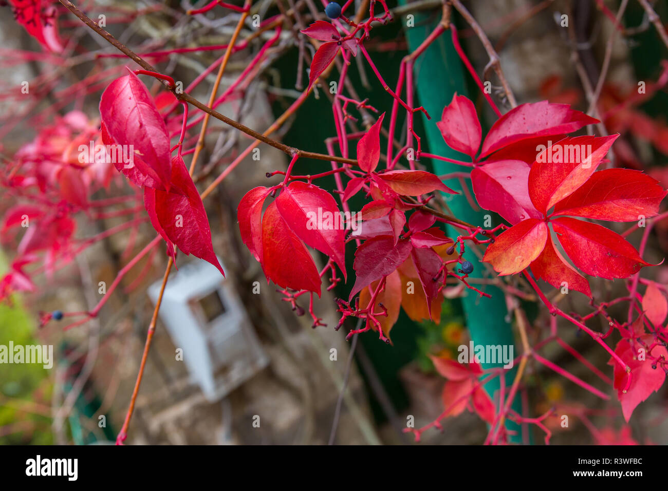 Plants and trees in the central square of Aspropirgos village of ...