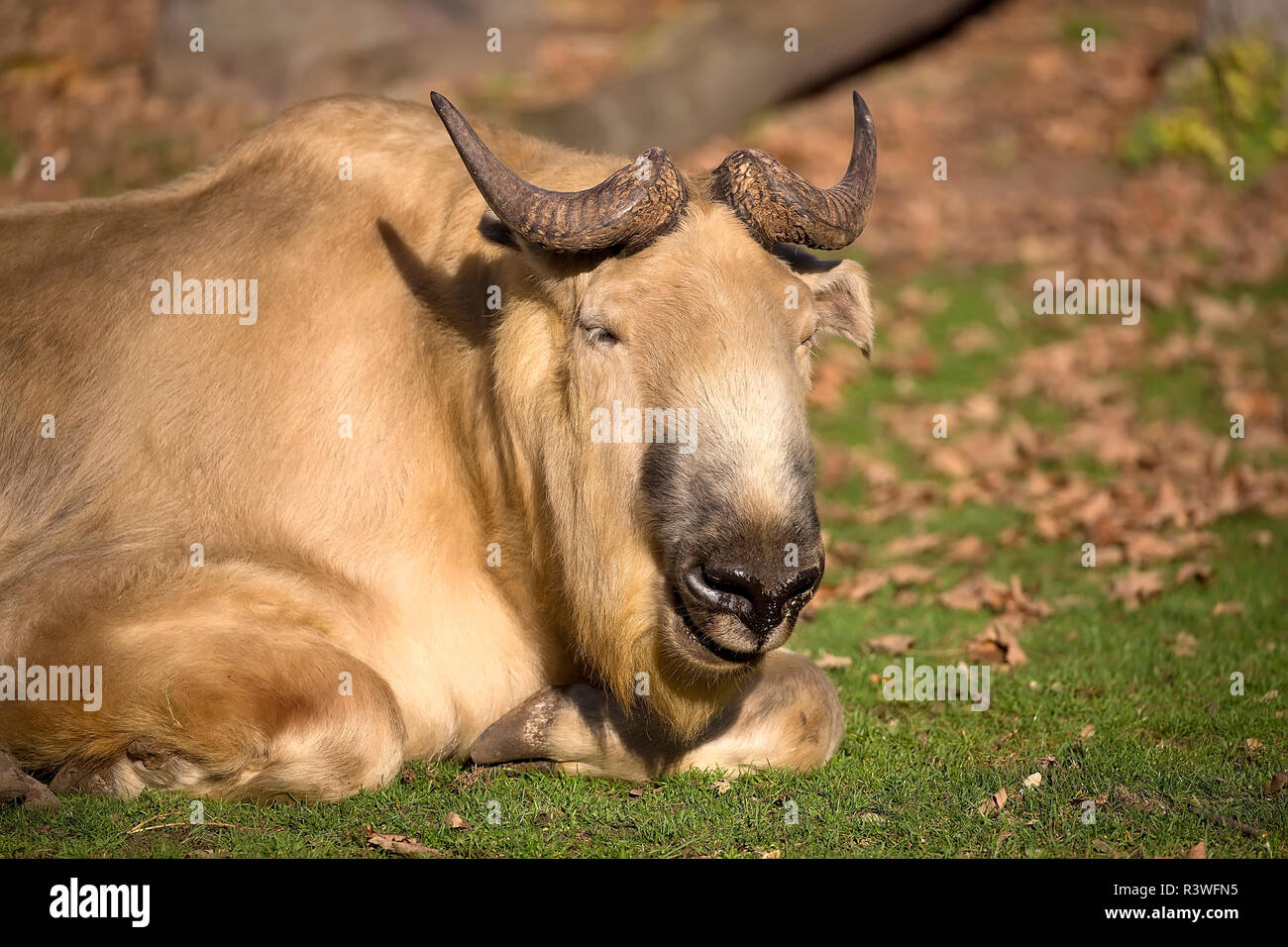 Takin hi-res stock photography and images - Alamy