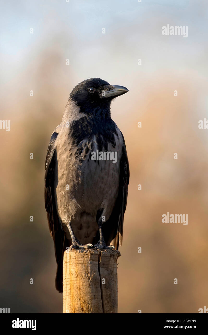 Hooded crow in the wild Stock Photo - Alamy
