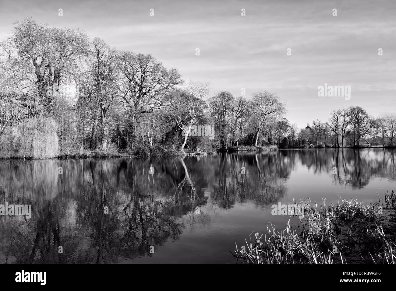 Mono trees hi-res stock photography and images - Alamy